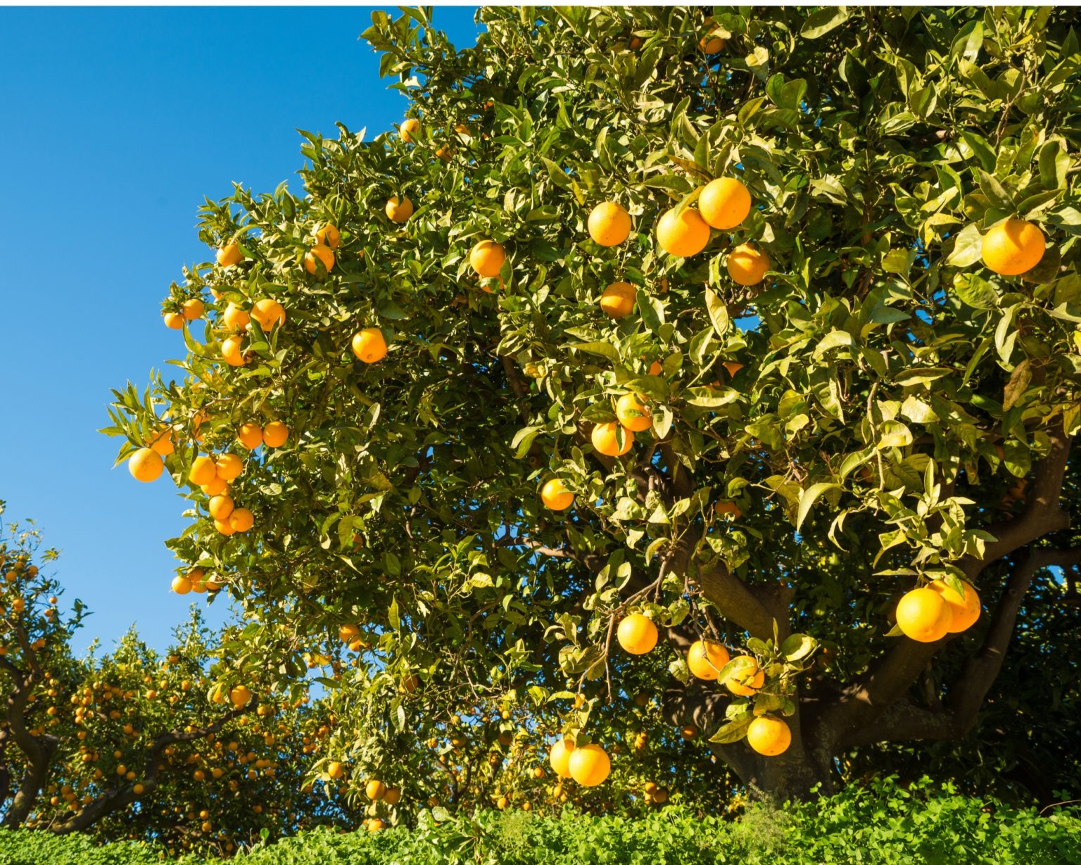 Arbres d'agrumes rustiques résistants au froid