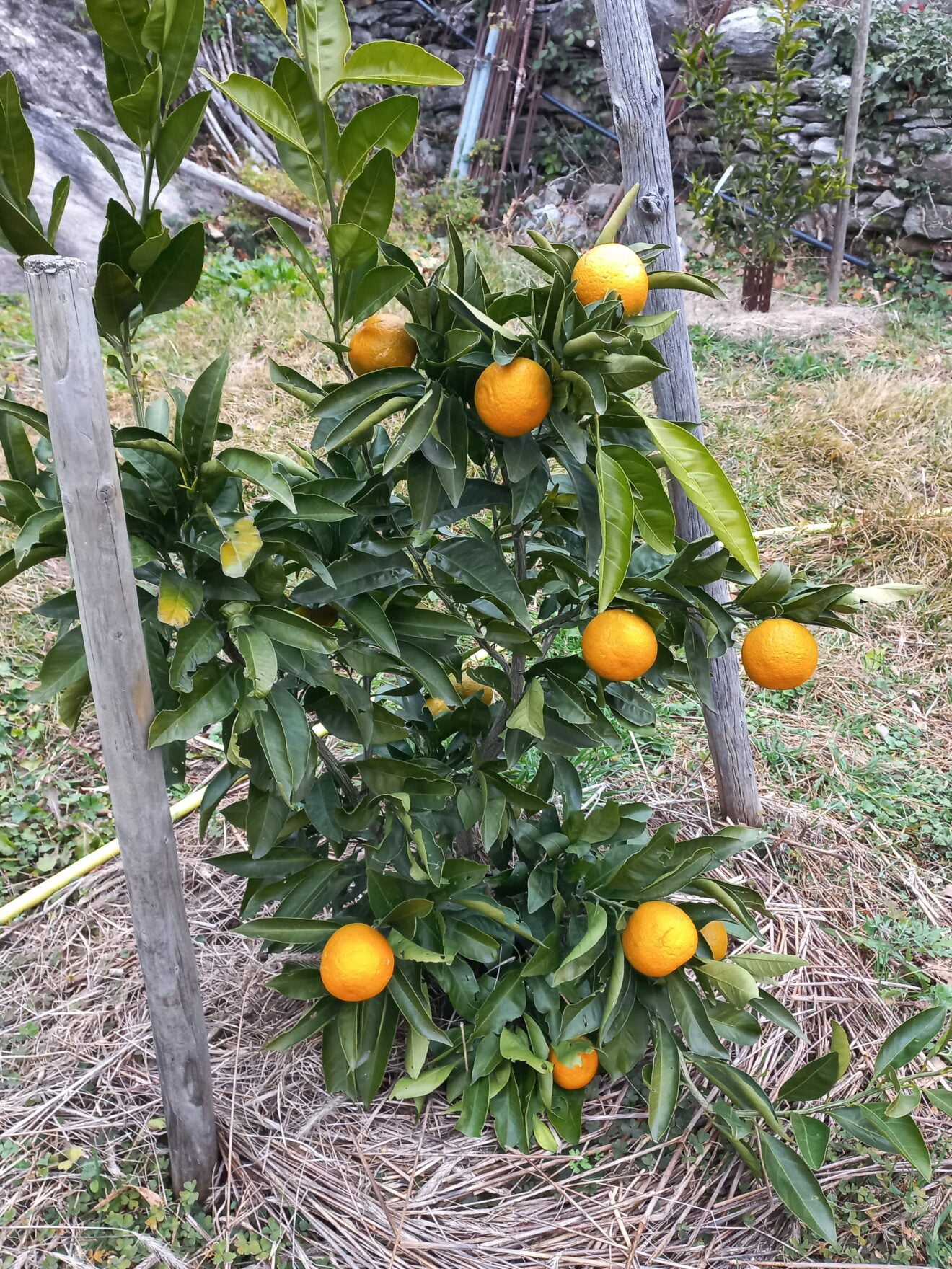 Les premières mandarines | Alpagrumi